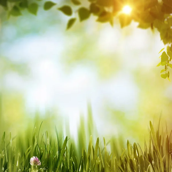 Summer forest, abstract natural backgrounds - Stock Image - Everypixel