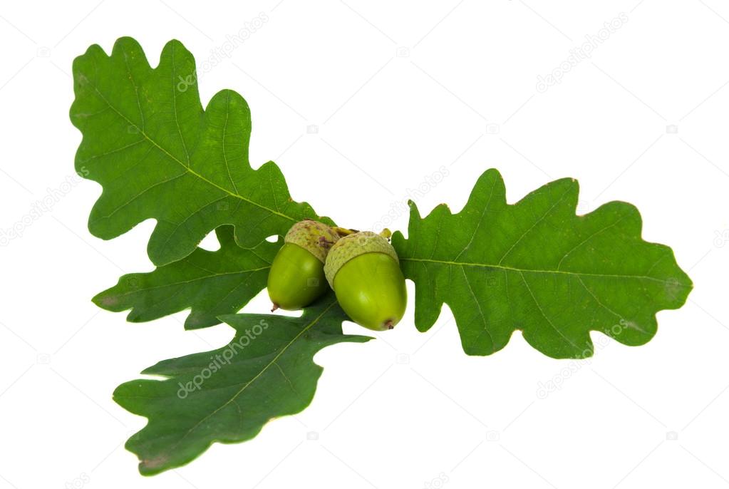 Oak branch with acorns isolated — Stock Photo © ksena32 #22394897 Oak branch with acorns isolated — Stock Photo © ksena32 #22394897