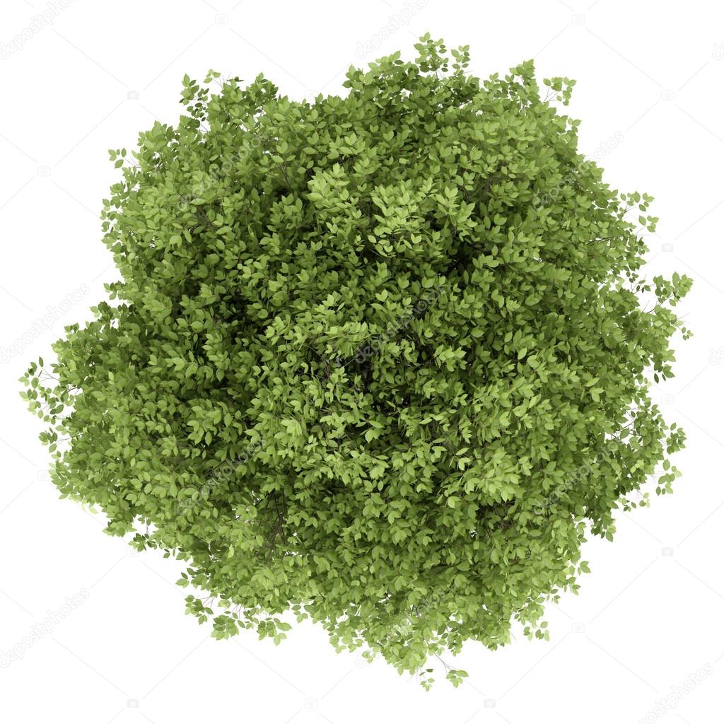 Draufsicht einer Hainbuche Baum isoliert auf weißem Hintergrund ... Draufsicht einer Hainbuche Baum isoliert auf weißem Hintergrund ...