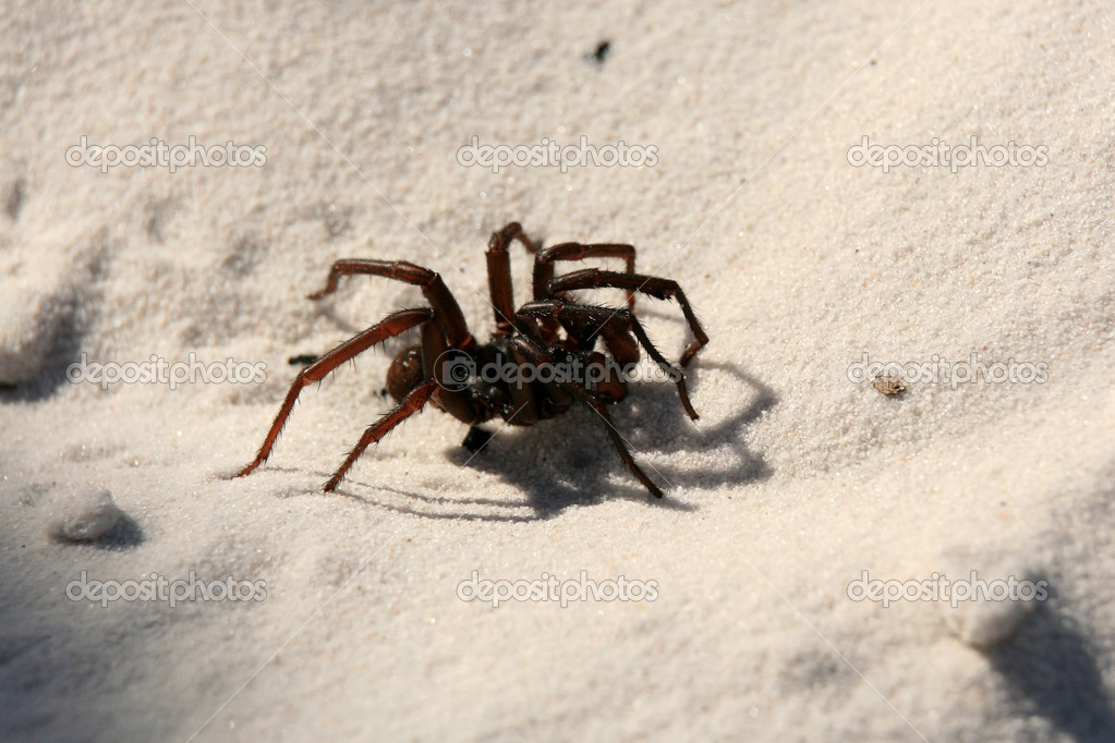 Imbuto spider web - isola di fraser, unesco, australia — Foto Stock ... Imbuto spider web - isola di fraser, unesco, australia — Foto Stock ...