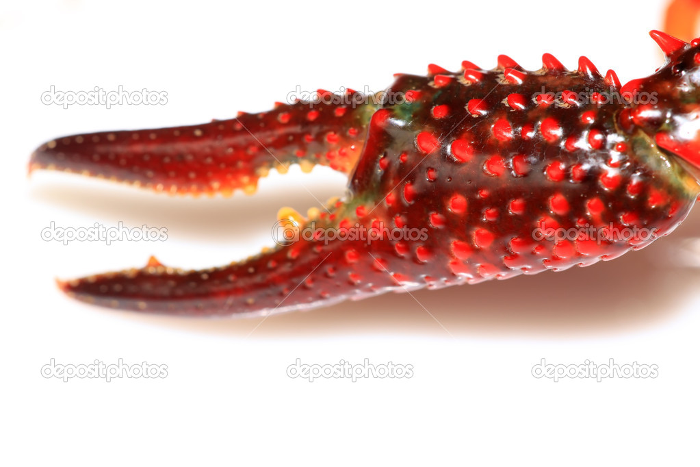 Crayfish claws — Stock Photo © lnzyx #18261503 Crayfish claws — Stock Photo © lnzyx #18261503