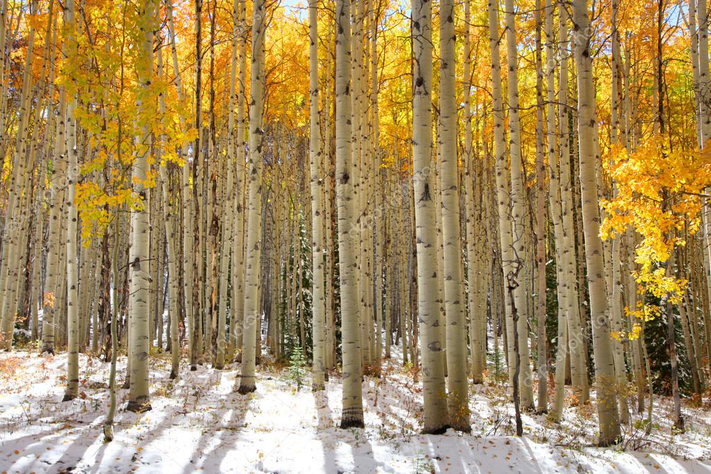 Aspen trees — Stock Photo © snehitdesign #37693441 Aspen trees — Stock Photo © snehitdesign #37693441