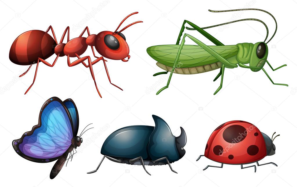 Varios insectos y bichos — Vector de stock #18364211 — Depositphotos