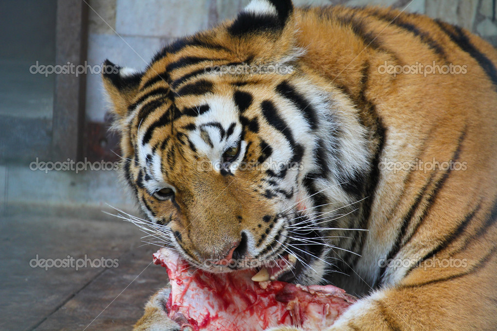 Siberian Tigers Eating