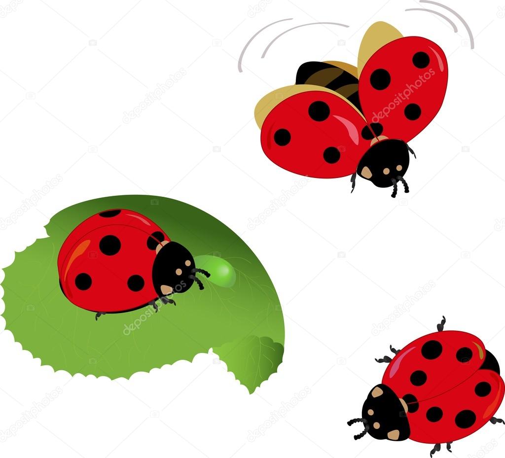 Dibujos De Mariquitas Animadas - vrogue.co Dibujos De Mariquitas Animadas - vrogue.co