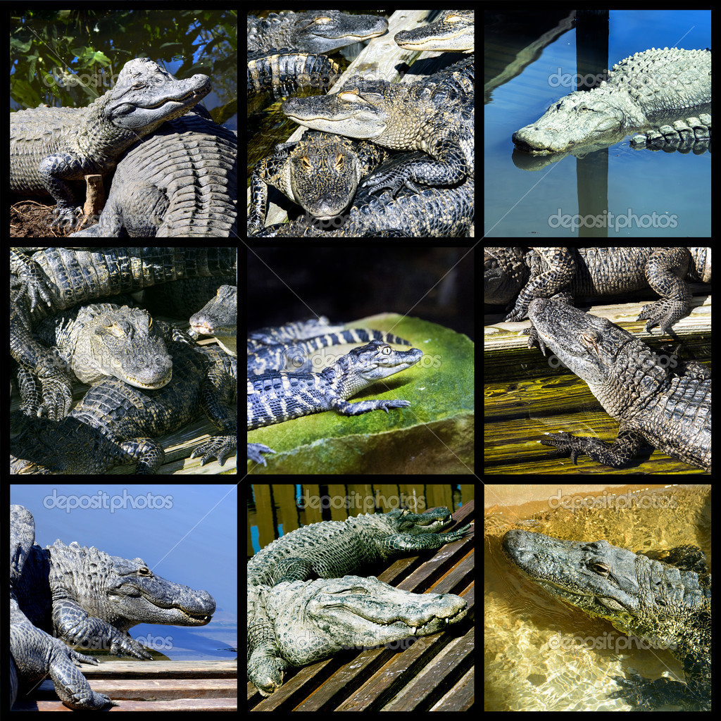 Alligator in the zoo, collage — Stock Photo © giuliaisabella #39514667