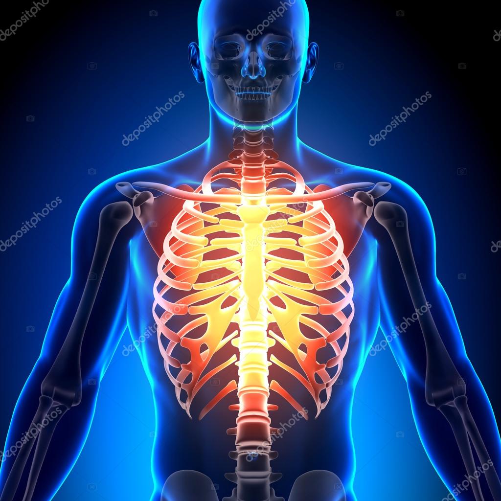 caixa torácica esterno - ossos anatomia — Foto Stock © decade3d #28193045 caixa torácica esterno - ossos anatomia — Foto Stock © decade3d #28193045