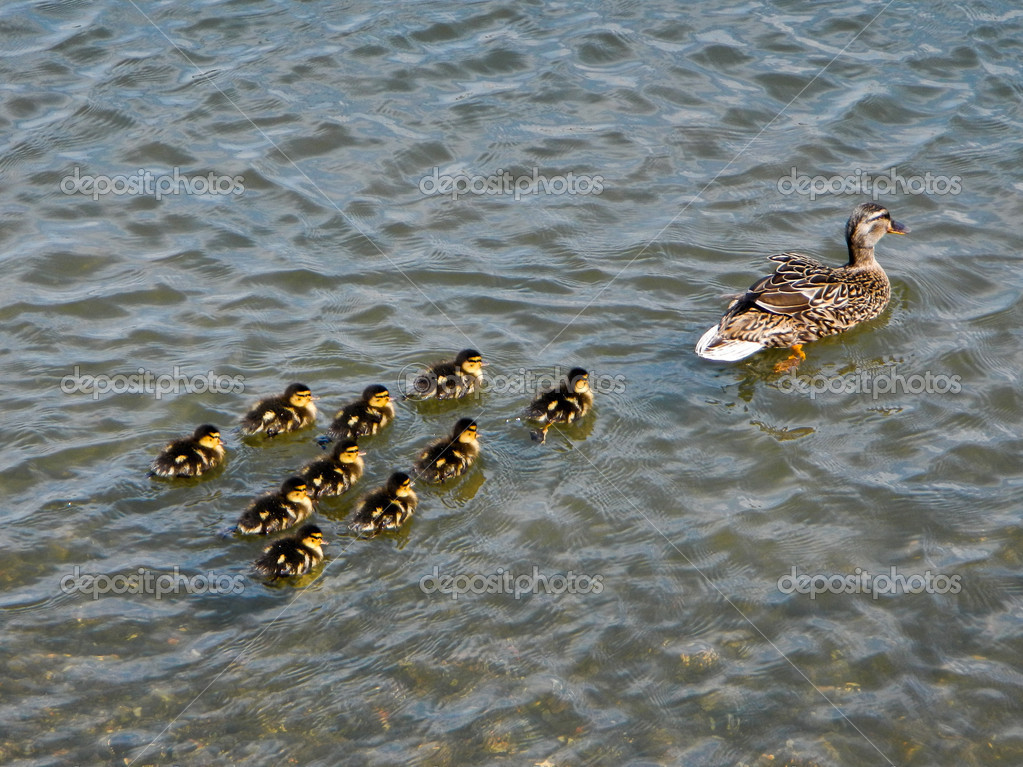 Madre pato con patitos nadando — Foto de stock © thomasmales #28784159