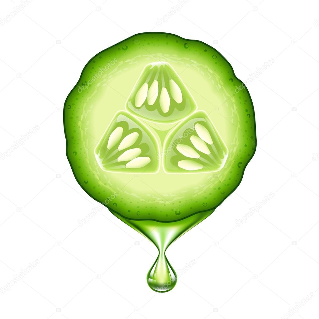 Fresh Cucumber Slice — Stock Vector © Ashmarka 34716865