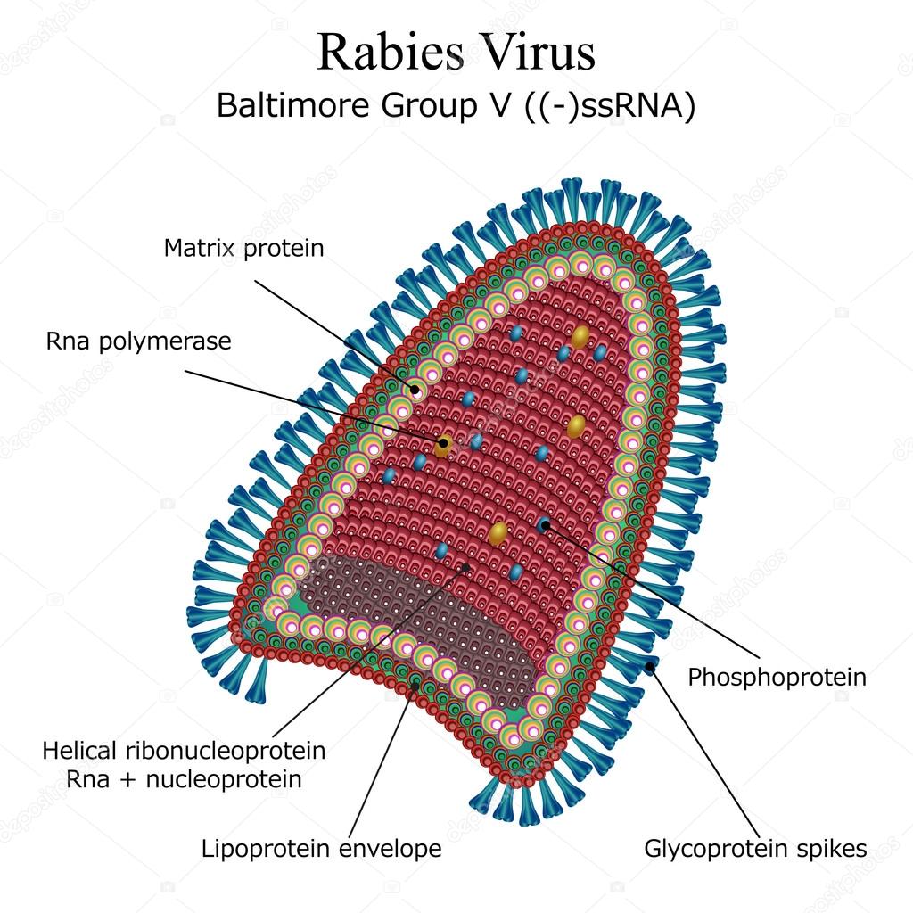 Diagram of Rabies virus particle structure — Stock Vector © Moonnoon ... Diagram of Rabies virus particle structure — Stock Vector © Moonnoon ...