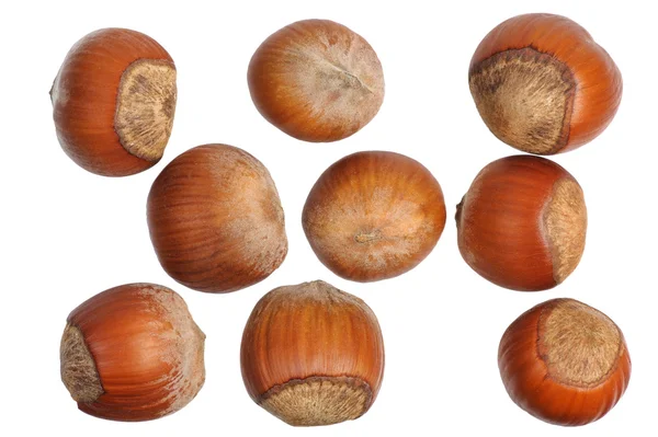 Acorn nuts Stock Photos, Royalty Free Acorn nuts Images | Depositphotos