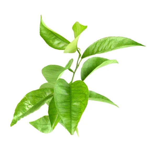 Grapefruit sprout Stock Photos, Royalty Free Grapefruit sprout Images ...