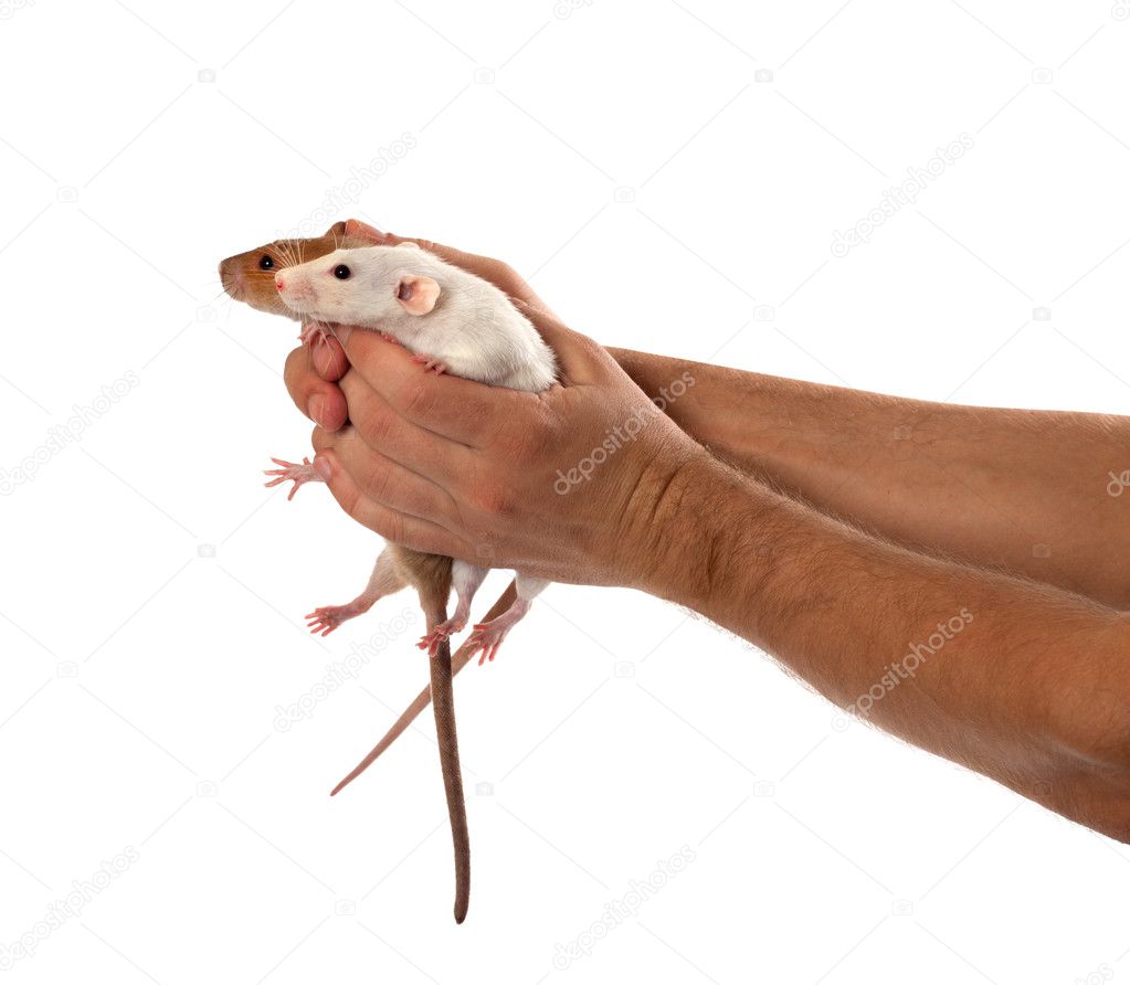 Two rats in human outstretched hands Stock Photo by ©Lizard 35919235