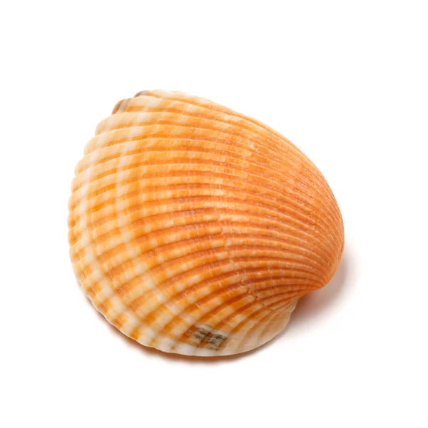 Chata shell Stock Photos, Royalty Free Chata shell Images | Depositphotos
