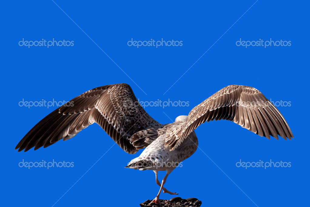 Soaring seagull — Stock Photo © Lizard #50539399