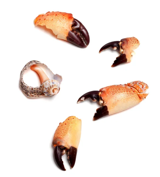 Cooked pincers from crab Pictures, Cooked pincers from crab Stock ...