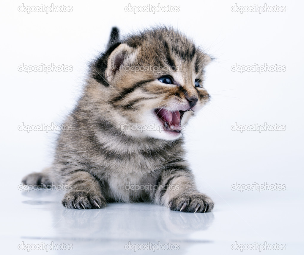 Little 2 weeks old kitten Stock Photo by ©Cherry-Merry 25930781