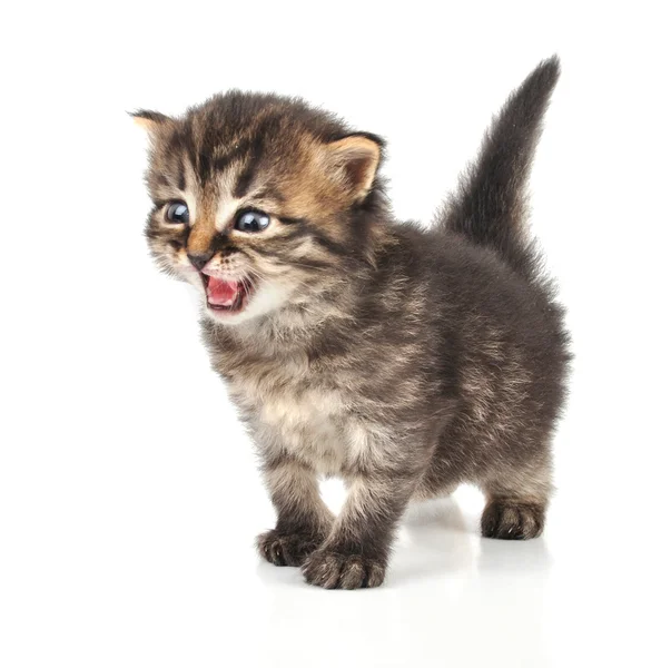 Beautiful cute little kitten meowing and smiling — Stock Photo © Cherry-Merry #26517721