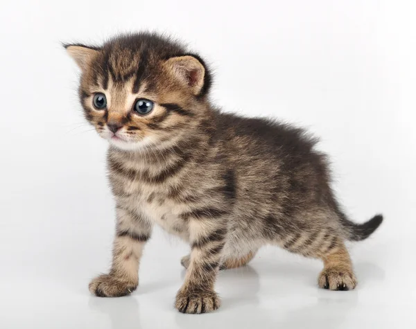 Beautiful cute 20 days old kitten — Stock Photo © Cherry-Merry #26041423