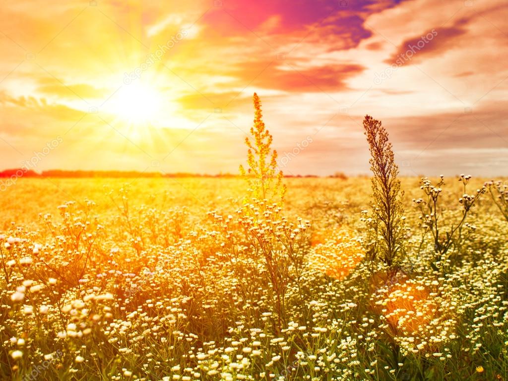 Late sunset on the summer meadow, natural landscape — Stock Photo ...