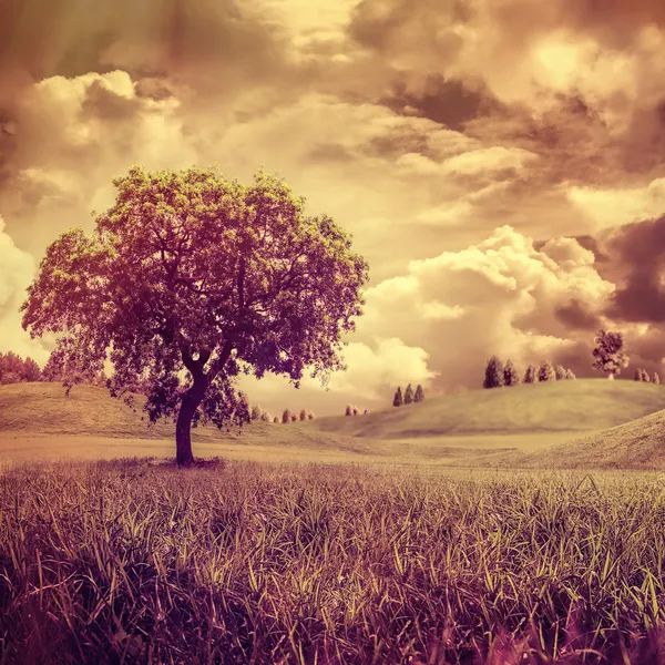 Surreal tree Stock Photos, Royalty Free Surreal tree Images ...