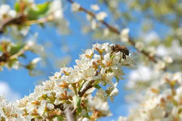 Bud pollination Stock Photos, Royalty Free Bud pollination Images ...