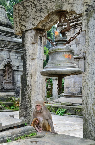 Nepal monkey temple Stock Photos, Royalty Free Nepal monkey temple ...