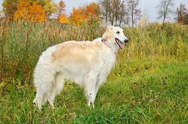 Russian wolfhound Stock Photos, Royalty Free Russian wolfhound Images ...