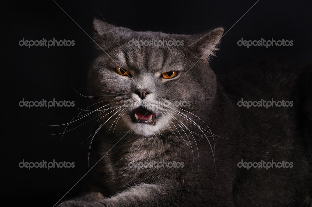 Angry cat ⬇ Stock Photo, Image by © eAlisa #37631821