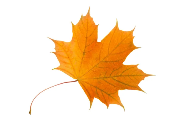 Maple leaf Stock Photo by ©sailorr 39685343