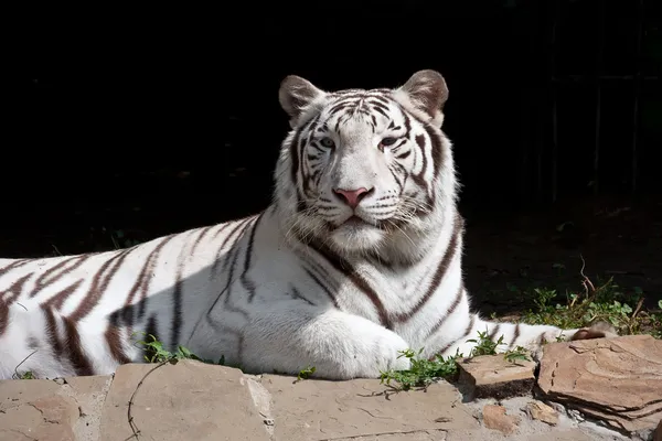 Tigre Blanco Comiendo
