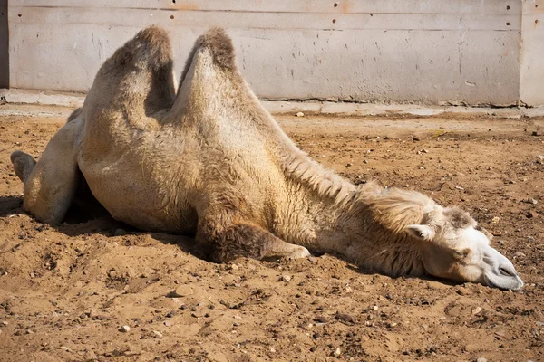 Camel sleeping Stock Photos, Royalty Free Camel sleeping Images | Depositphotos