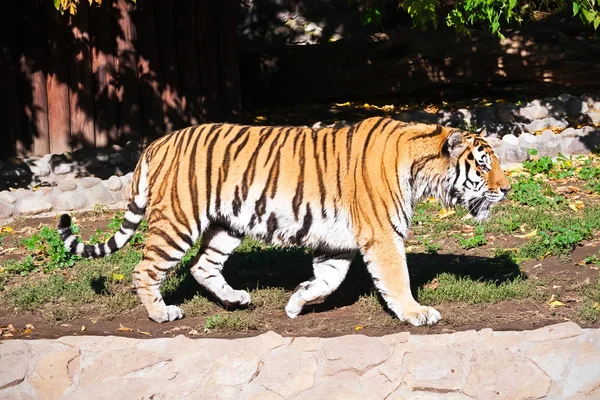 Tiger feces Stock Photos, Royalty Free Tiger feces Images | Depositphotos