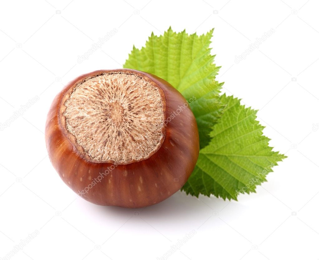 One hazelnut Stock Photo by ©Dionisvera 24576061