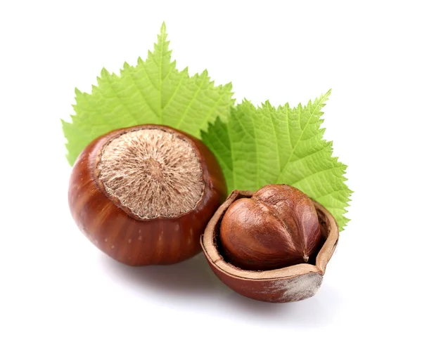 Dried acorns with leaves — Stock Photo © Dionisvera #12651835