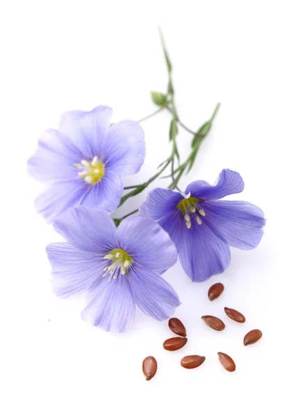 Flax flowers with seeds Stock Photo by ©Dionisvera 41682627