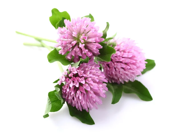 Red clover Stock Photos, Royalty Free Red clover Images | Depositphotos