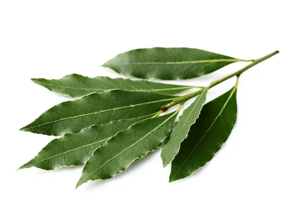 Laurel leaves Stock Photo by ©Dionisvera 54925949