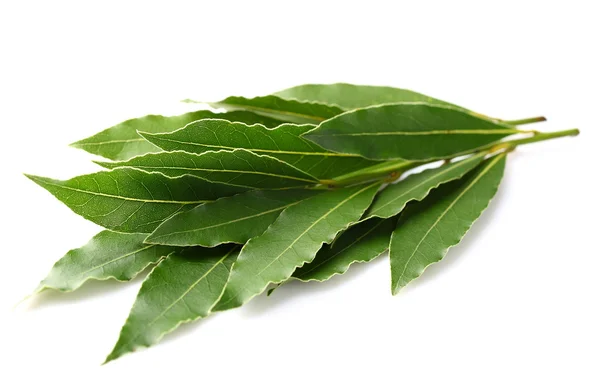 Laurel leaves Stock Photo by ©Dionisvera 54925949