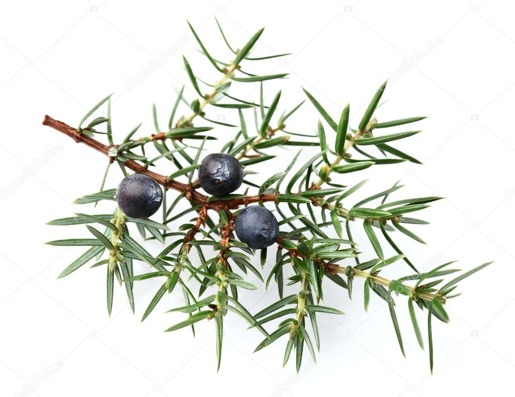 Juniper twig with berries — Stock Photo © Dionisvera #40945797