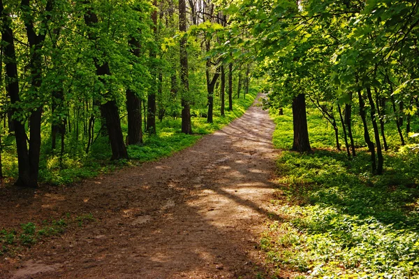 Deserted path in the pine forest - Stock Image - Everypixel