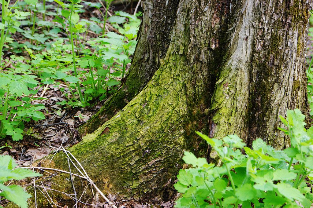 Big tree roots — Stock Photo © Observer #26870305