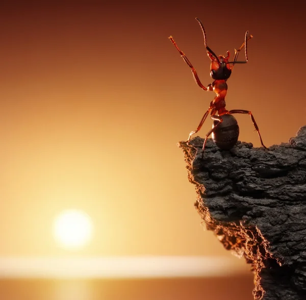 Ant Sisyphus rolls stone uphill on mountain — Stock Photo © antrey ...