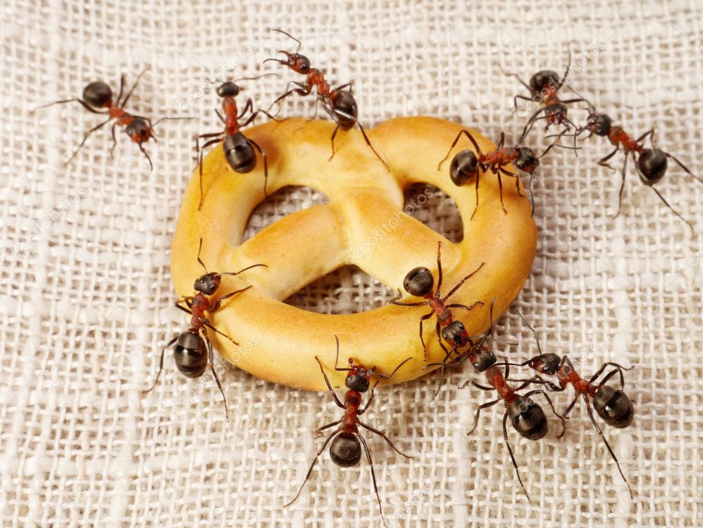 Ants solving problem of cake transportation, teamwork Stock Photo by ...