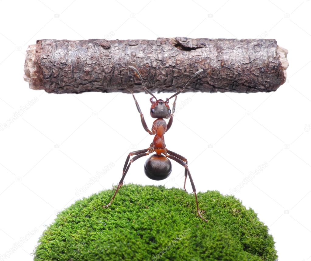Worker ant holding log, isolated on white Stock Photo by ©antrey 25915821