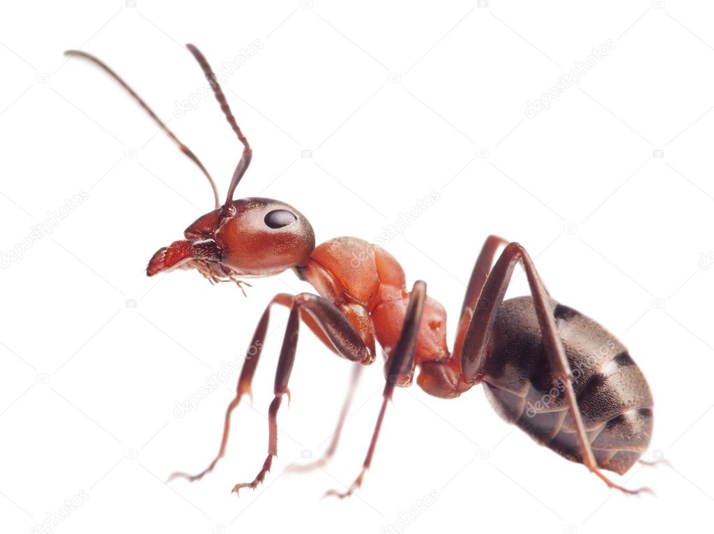 Ant formica rufa on white Stock Photo by ©antrey 41073195 Ant formica rufa on white Stock Photo by ©antrey 41073195