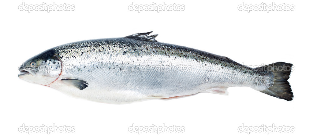 Salmon fish isolated on white Stock Photo by ©pumba1 46888871