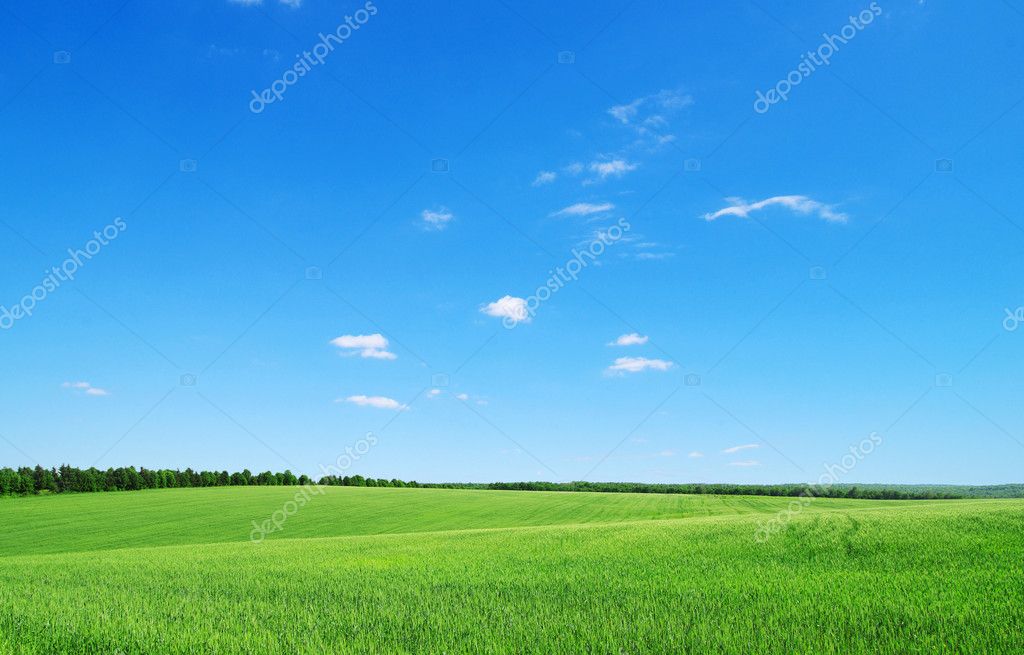 Green field — Stock Photo © Pakhnyushchyy #13520794
