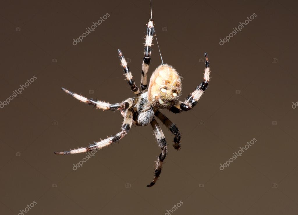 Spider Stock Photo by ©Pakhnyushchyy 13521312