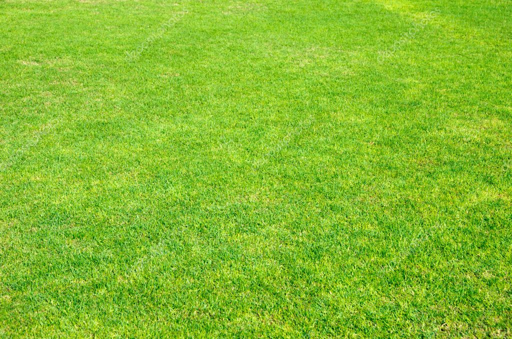 Grass of the field Stock Photo by ©Pakhnyushchyy 16642195